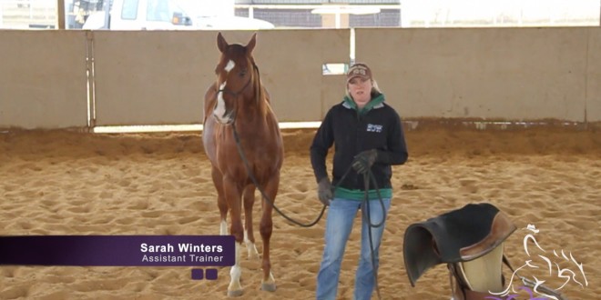 Horse Training Videos - Colt Starting Part 2 - Sarah Dawson Virtual ...