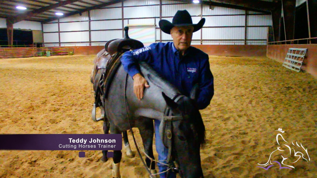 Horse Training Videos - Working a Young Horse on a Flag - Teddy Johnson Virtual Horse Help and ...